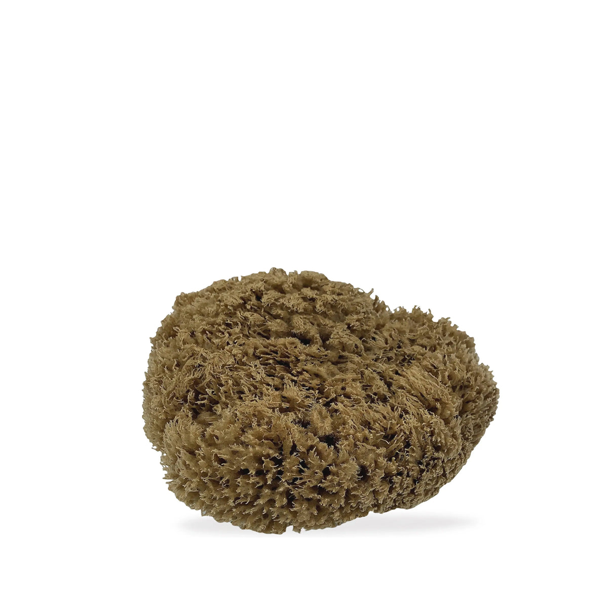 Natural Mediterranean Sea Sponge | Shop Real World | Long Way Home, NZ